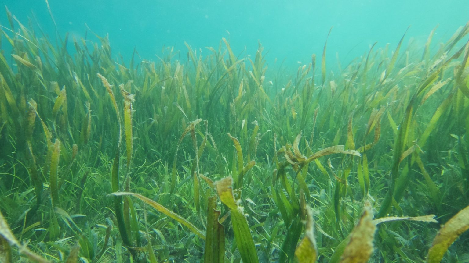 Seagrass Restoration Project | National Marine Aquarium