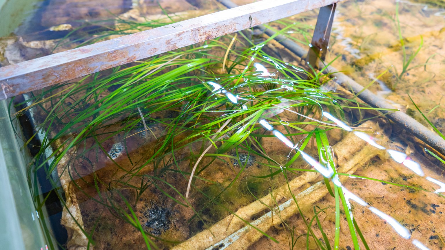 Seagrass Laboratory | Habitat Restoration | National Marine Aquarium