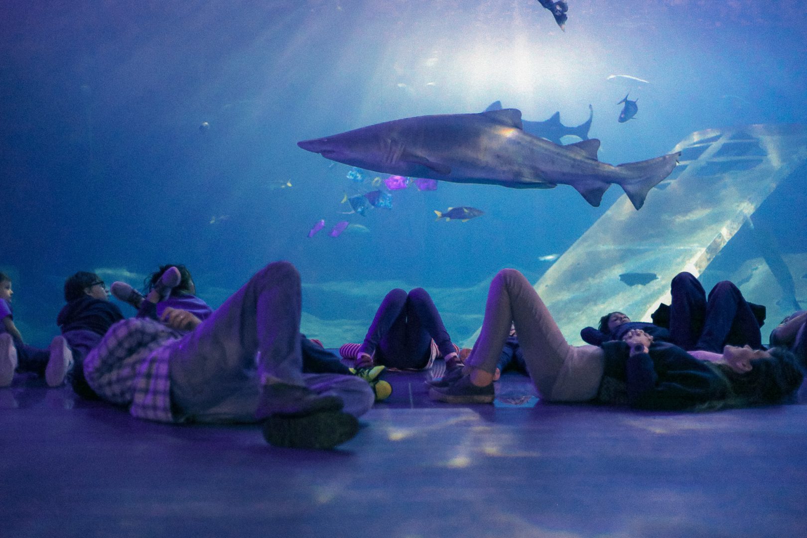 Sleeping with Sharks at The Aquarium - National Marine Aquarium