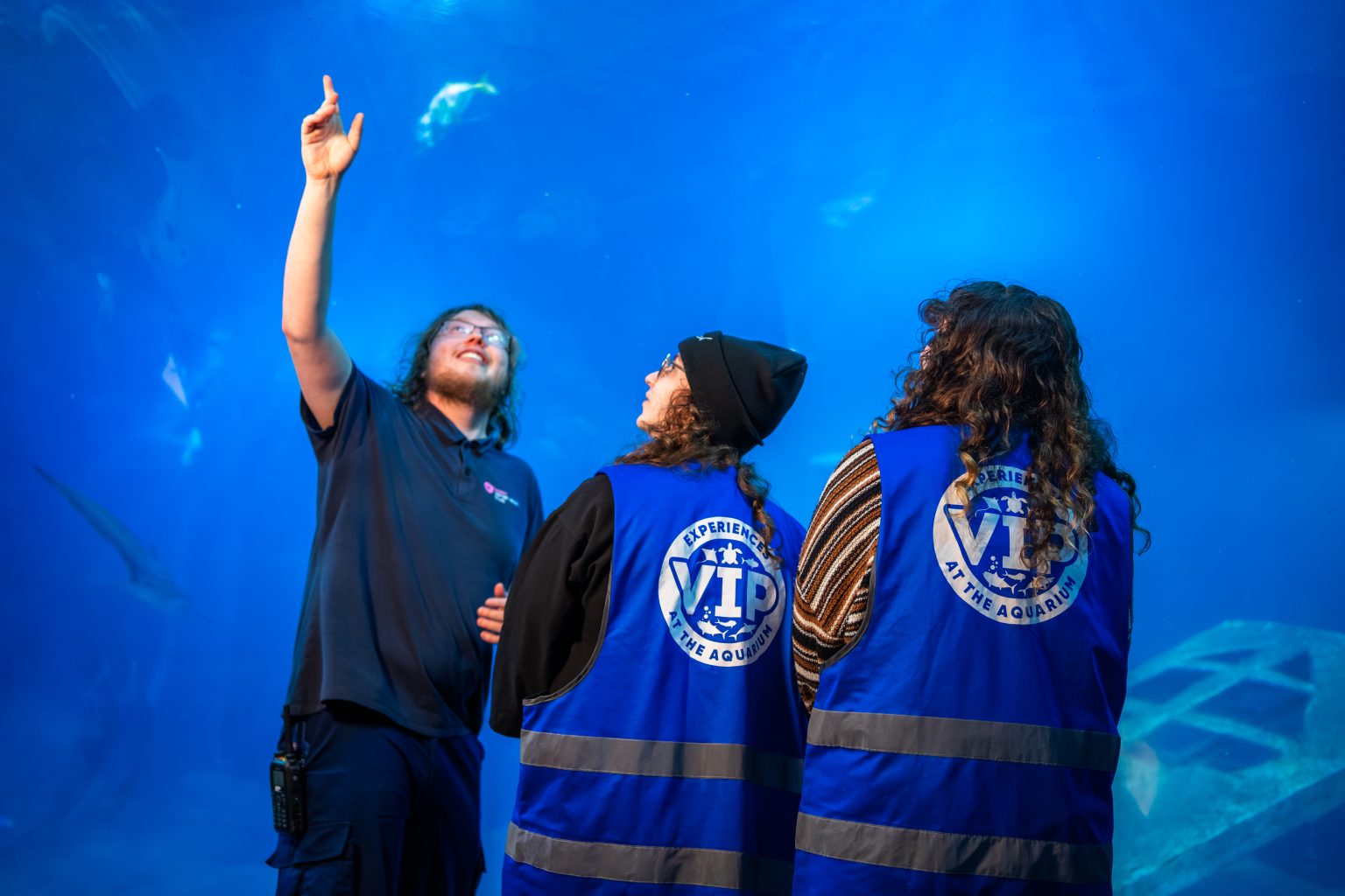 Zebra Shark Experience at the Aquarium - National Marine Aquarium
